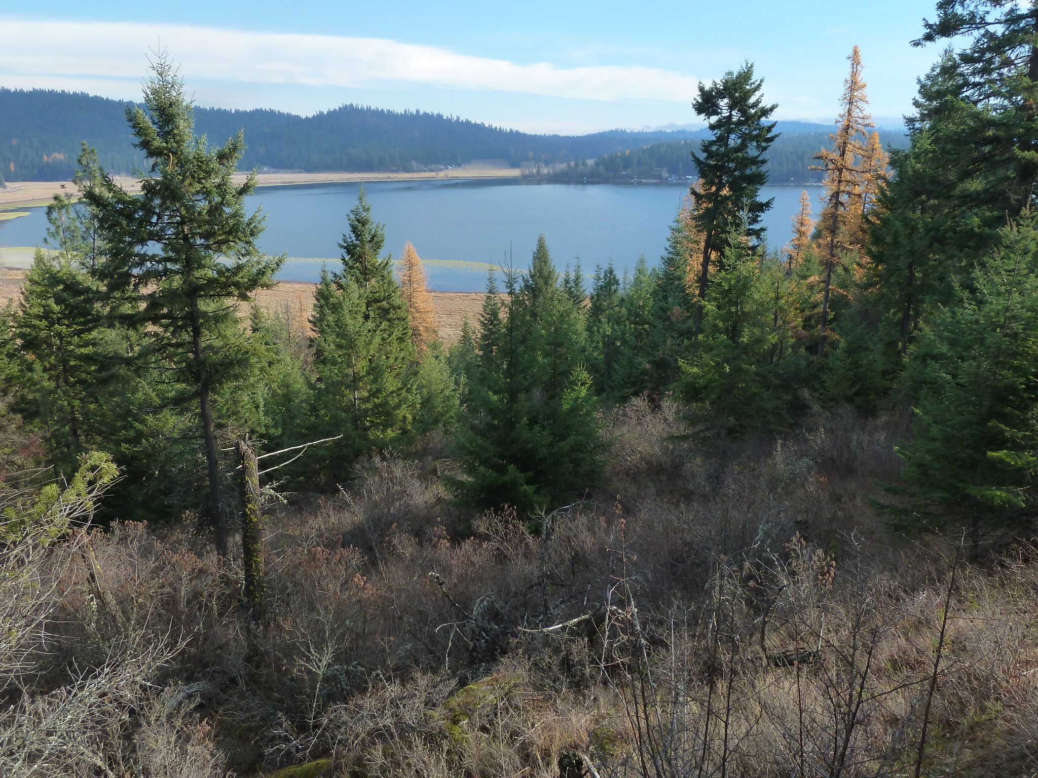 Natural & Human History – McKenzie Conservation Area Wildflowers