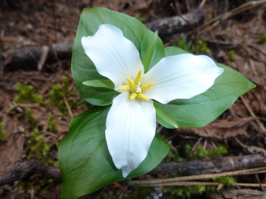 Western Trillium – McKenzie Conservation Area Wildflowers