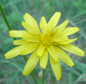 Short-beaked Agoseris – McKenzie Conservation Area Wildflowers