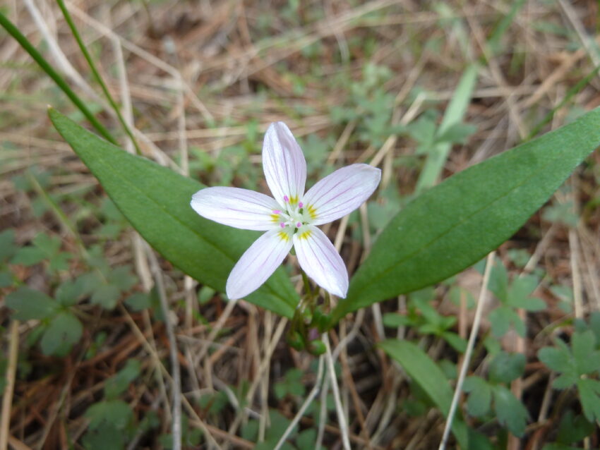 Western Spring Beauty – McKenzie Conservation Area Wildflowers