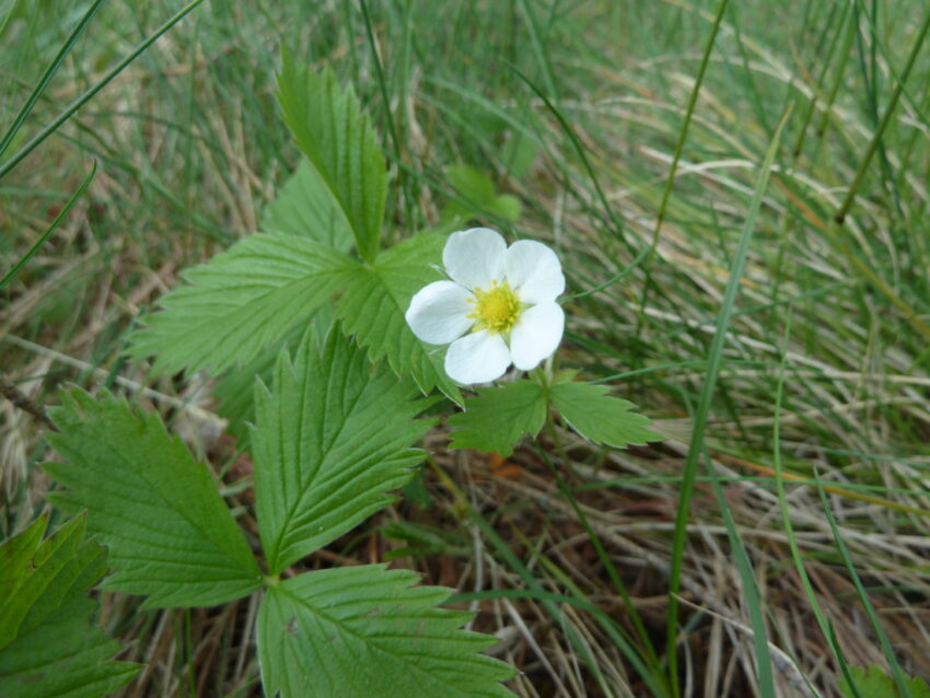 Wild Strawberry – McKenzie Conservation Area Wildflowers