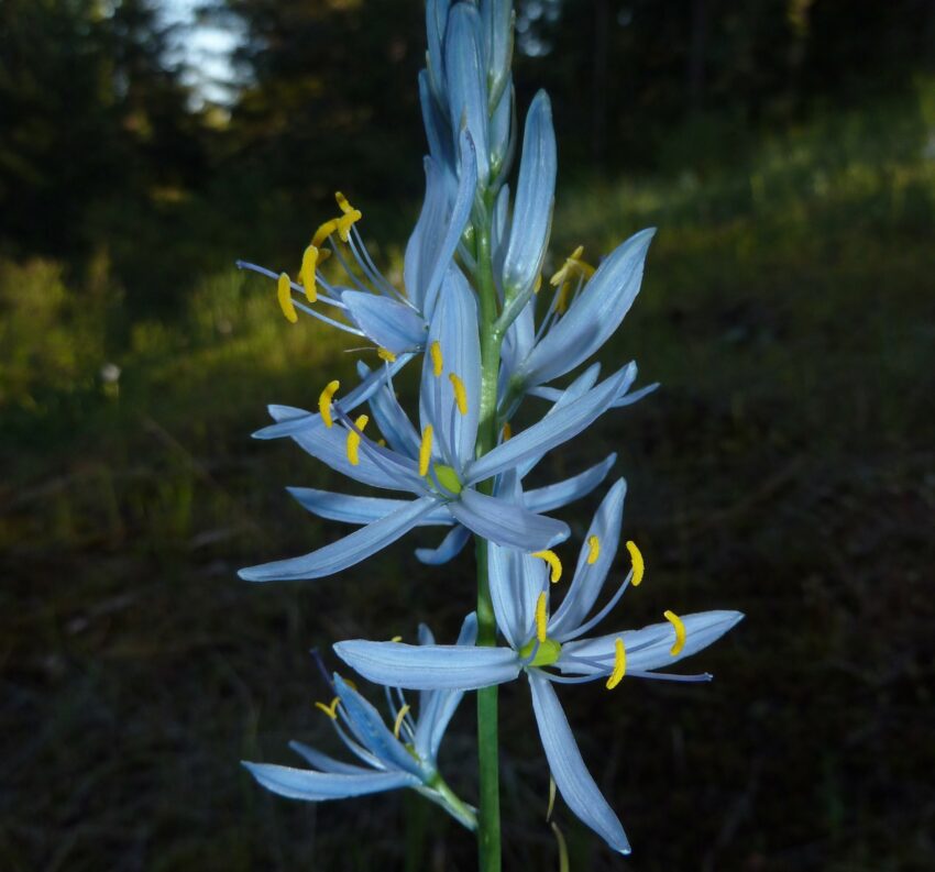 Common Camas – McKenzie Conservation Area Wildflowers