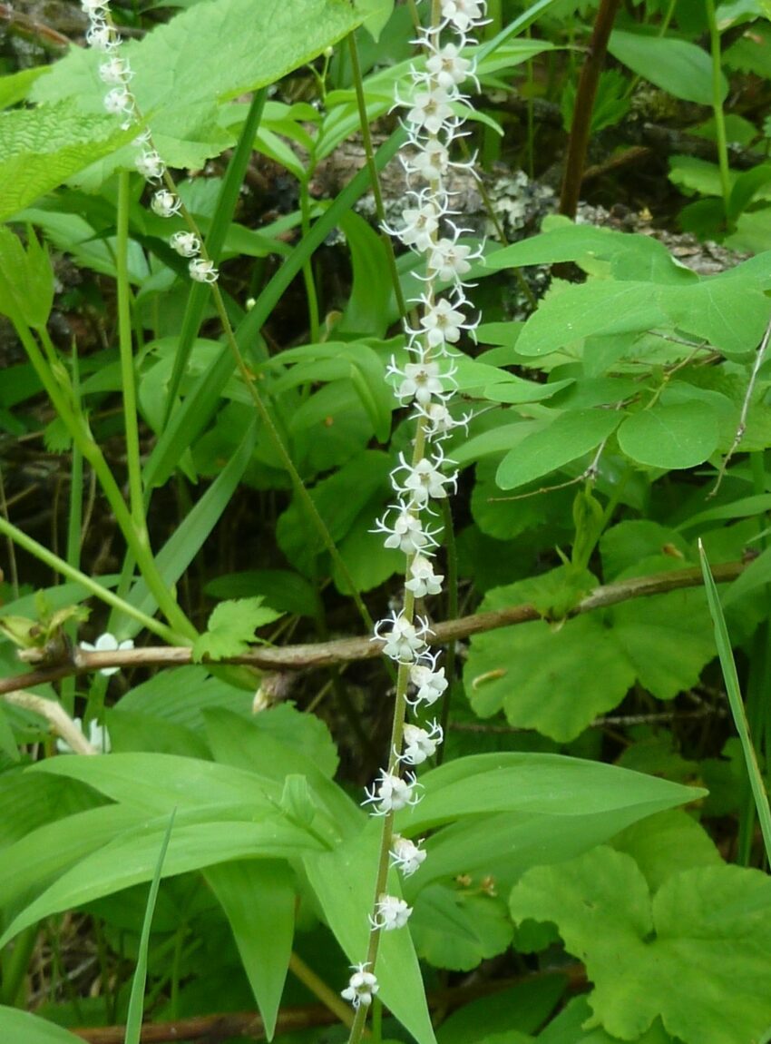Cross-shaped Mitella – McKenzie Conservation Area Wildflowers