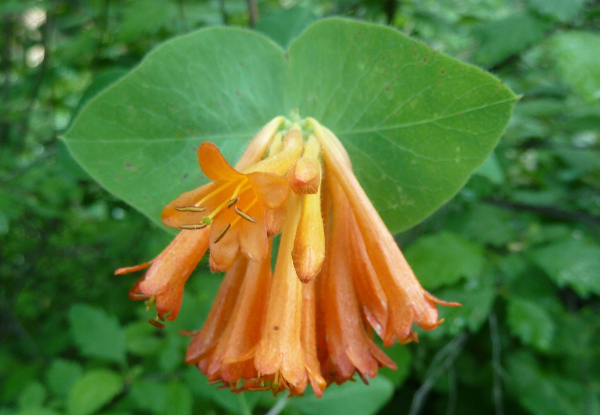 Orange Honeysuckle – McKenzie Conservation Area Wildflowers