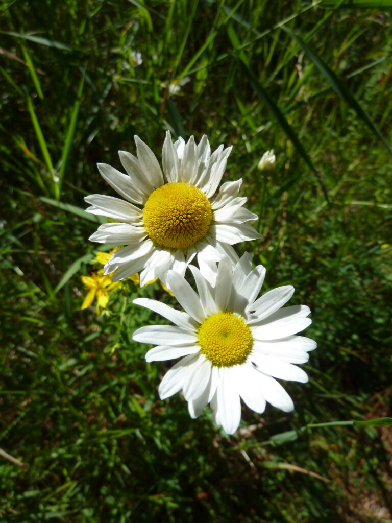 Oxeye Daisy – McKenzie Conservation Area Wildflowers