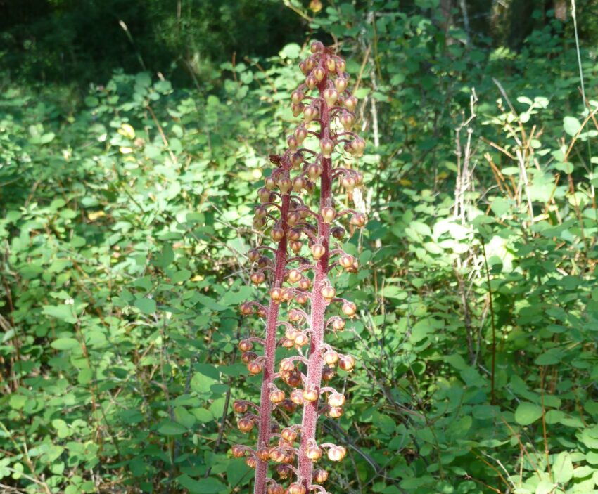 Pinedrops – McKenzie Conservation Area Wildflowers